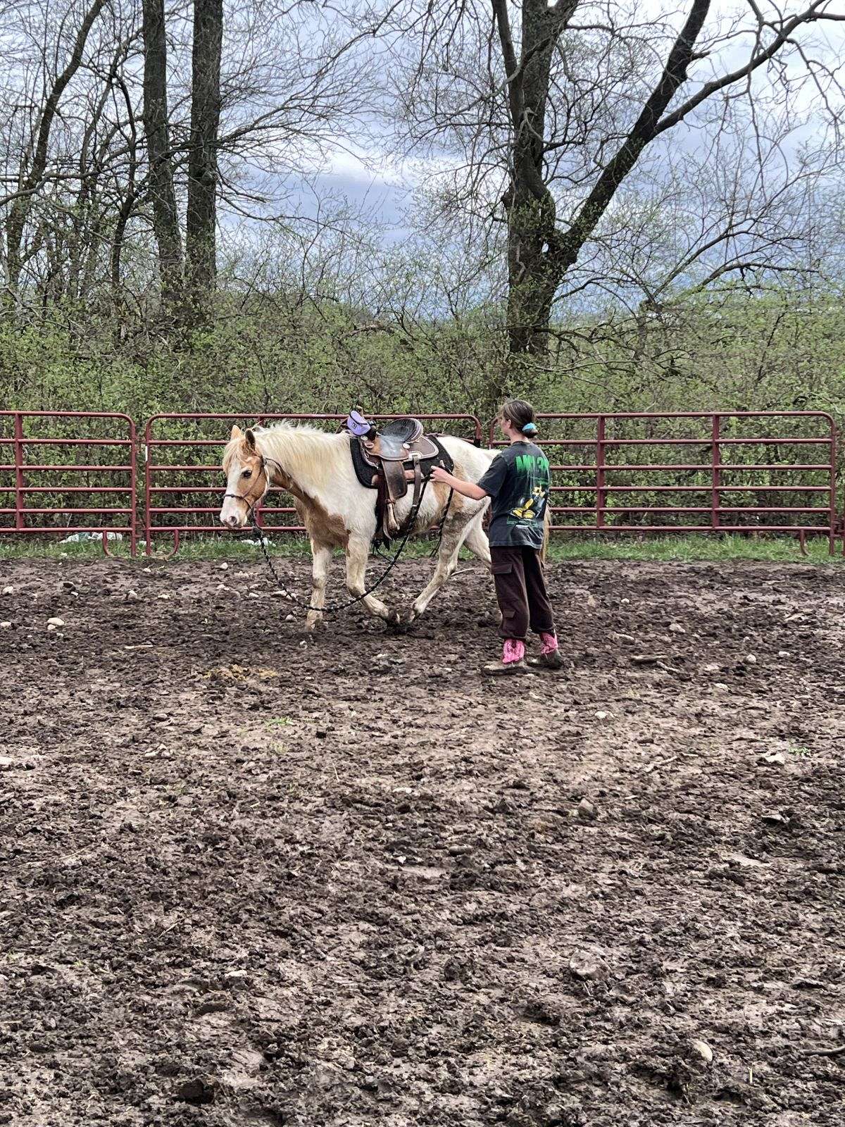 Project Horses or Pasture Pets!