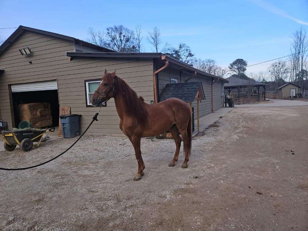 Bay High Performance Paso Fino Gelding