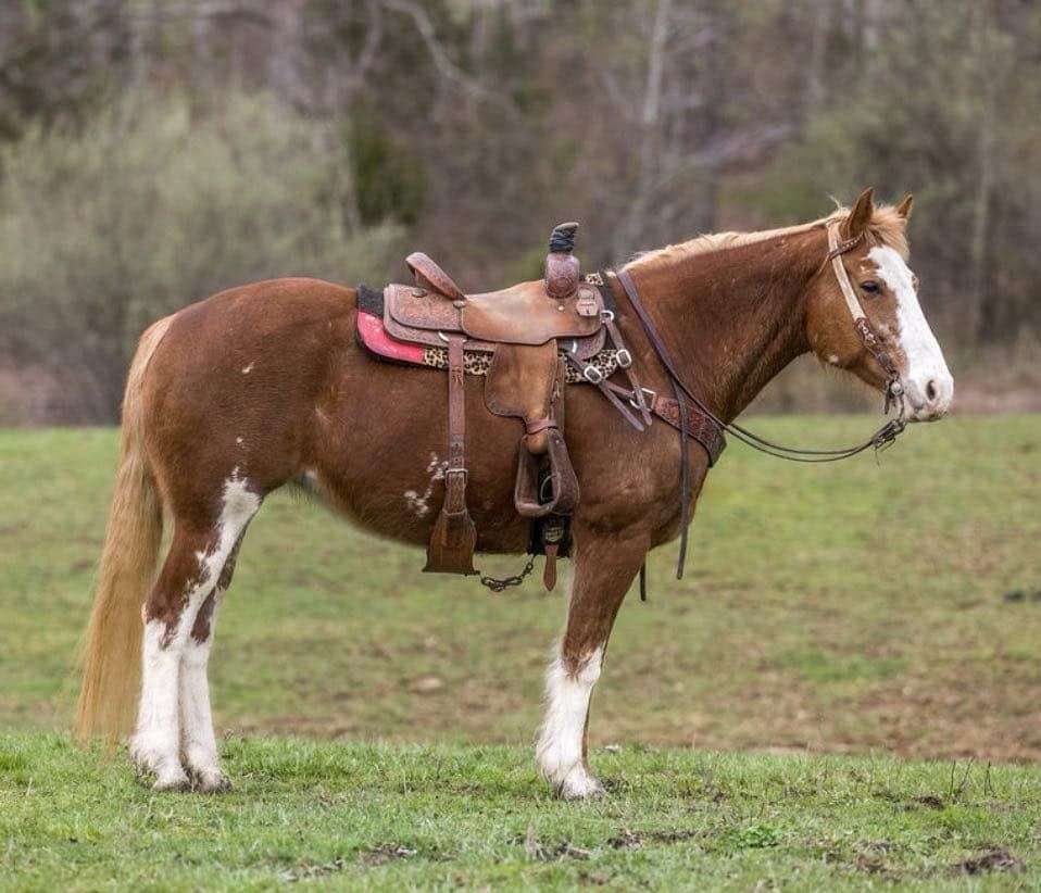 Ranch/Trail Horse, Safe, Broke Online Auction!