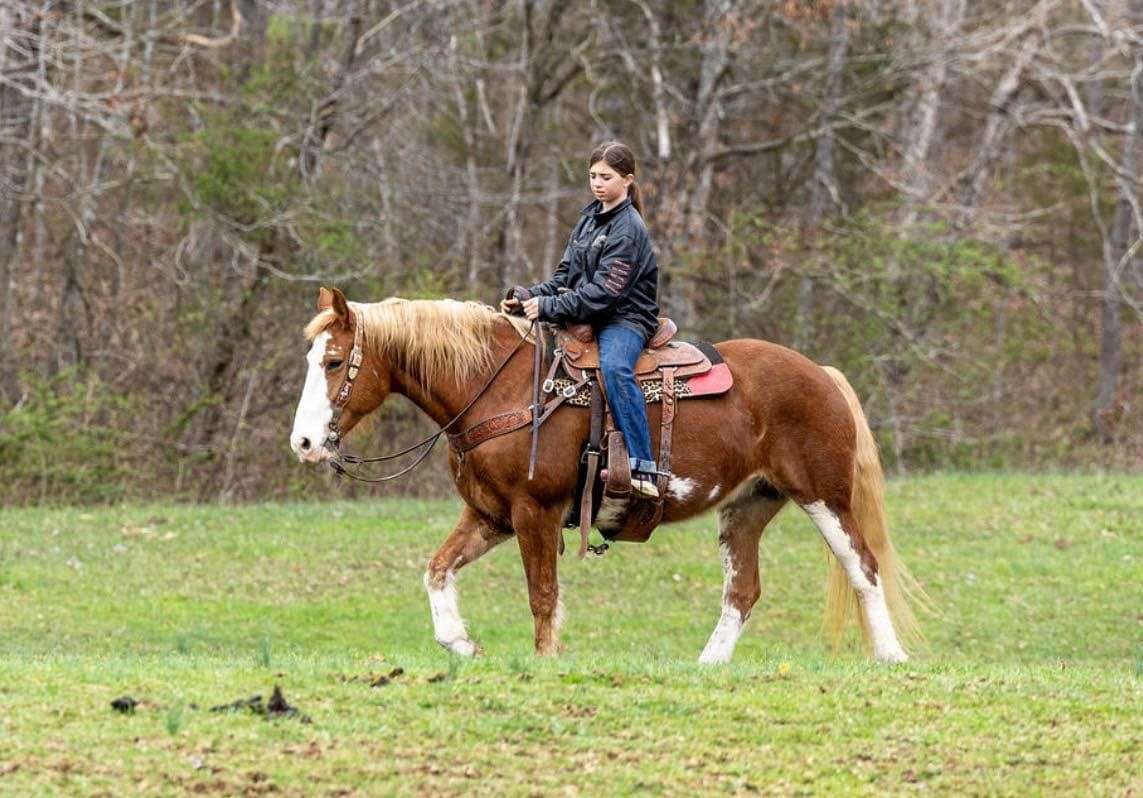 Ranch/Trail Horse, Safe, Broke Online Auction!