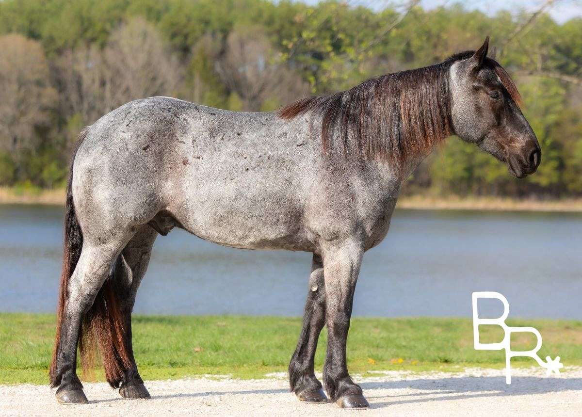 Amazing, Ranch, Trail Horse, Fancy Broke, Online Auction!