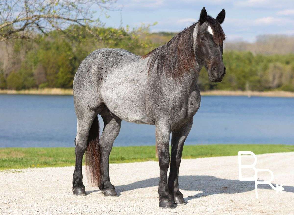 Amazing, Ranch, Trail Horse, Fancy Broke, Online Auction!