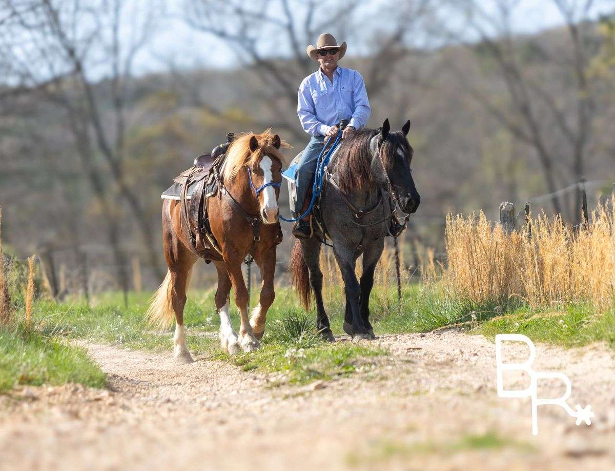 Amazing, Ranch, Trail Horse, Fancy Broke, Online Auction!