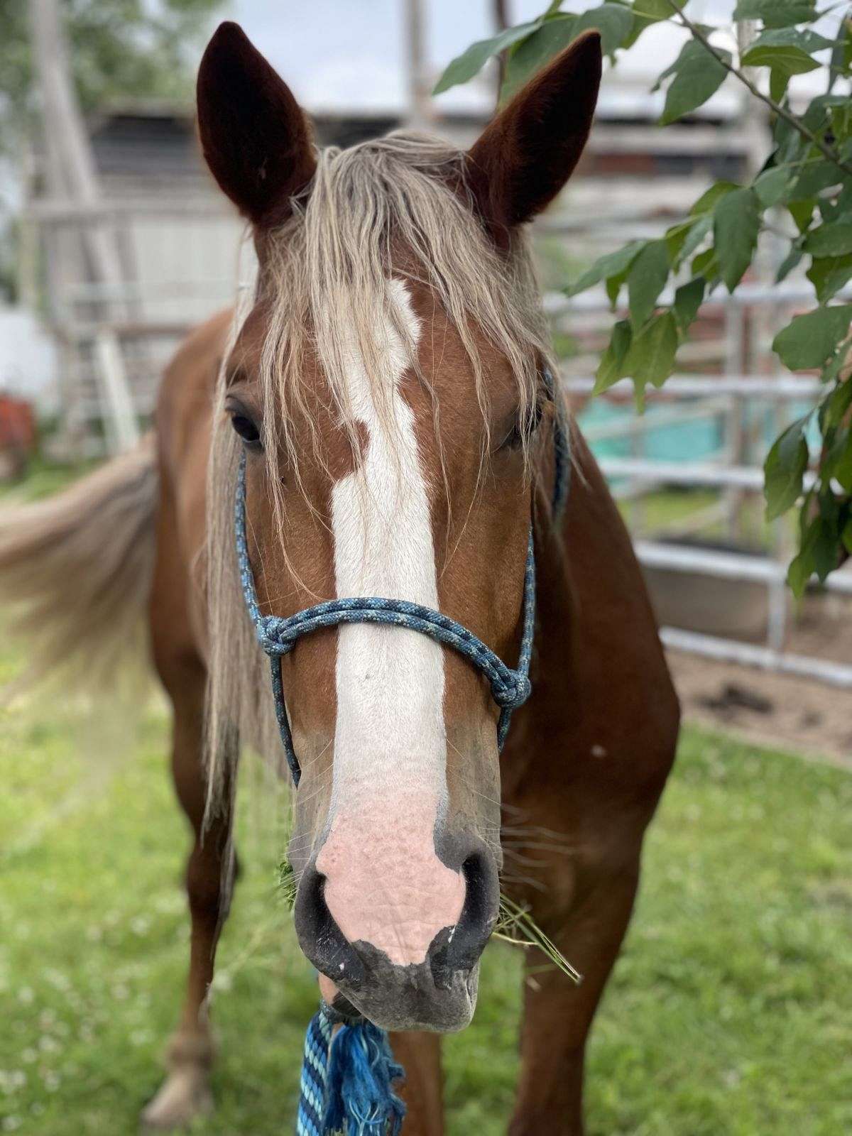 4 Year Old Draft Cross