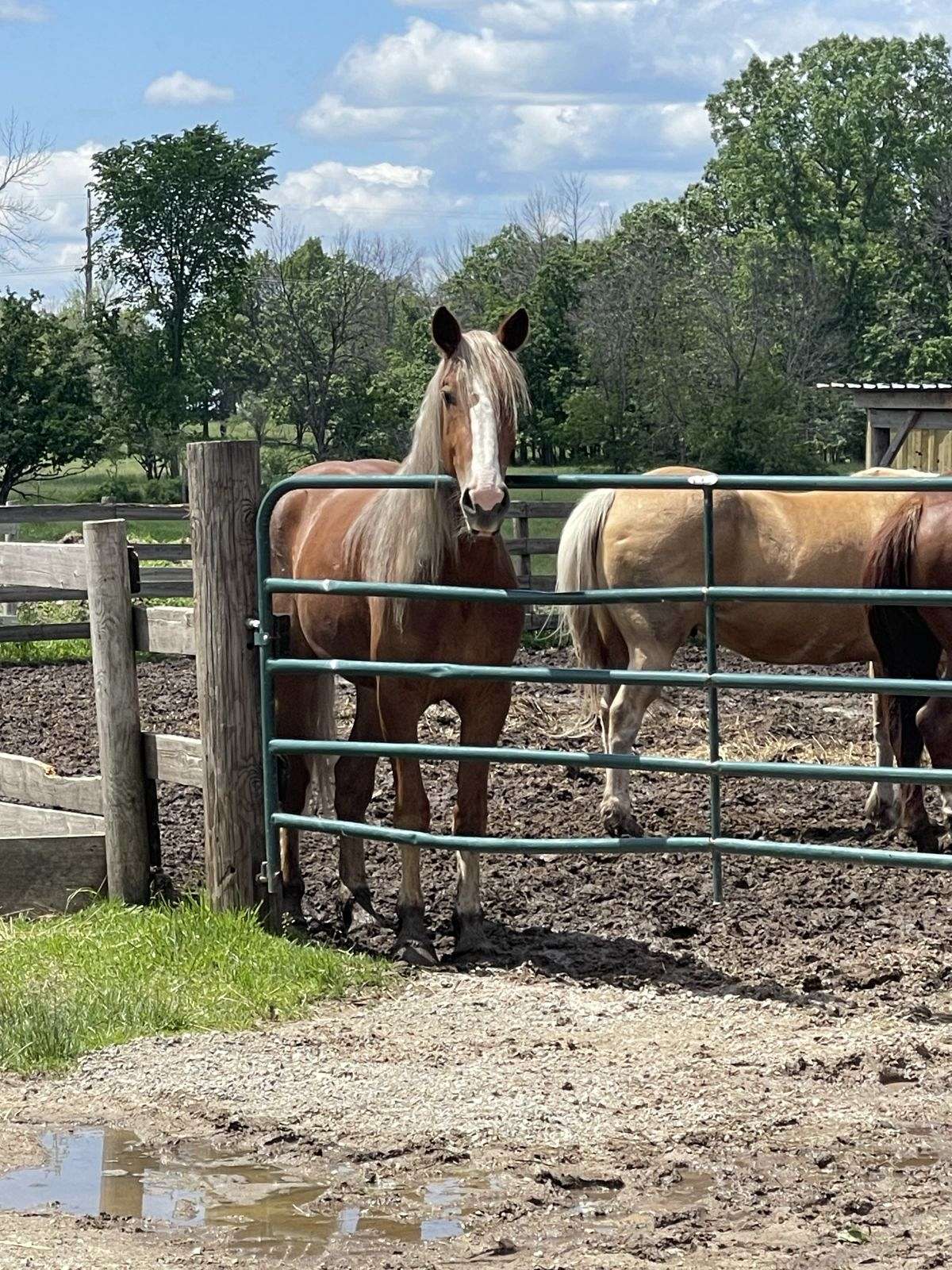 4 Year Old Draft Cross