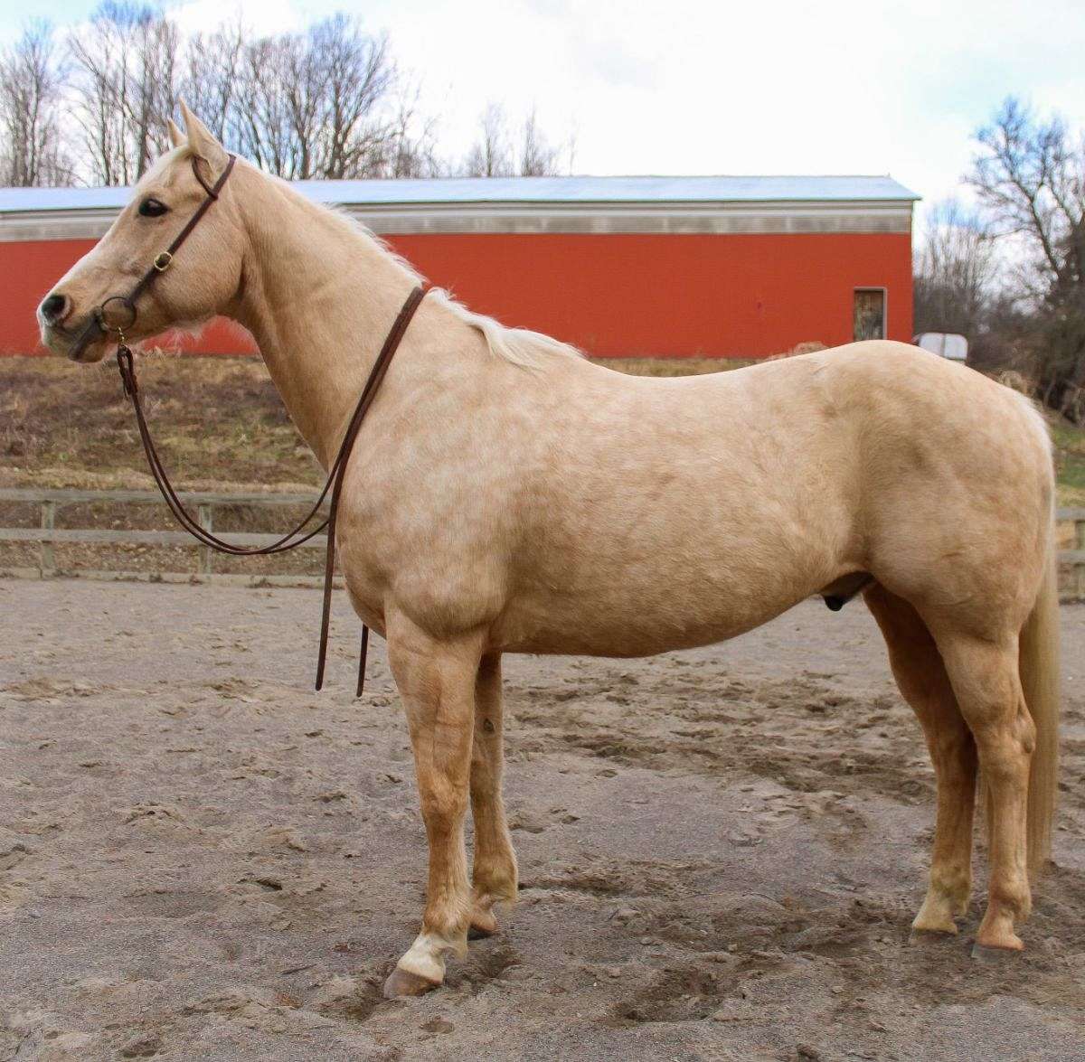 Magical Fella - Registered AQHA Gelding