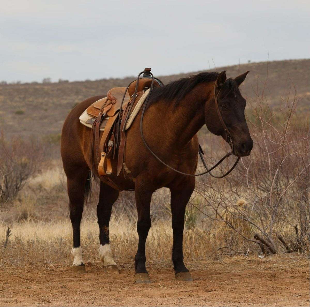 15h, Ranch/Trail Horse, Ropes, Broke Online Auction!