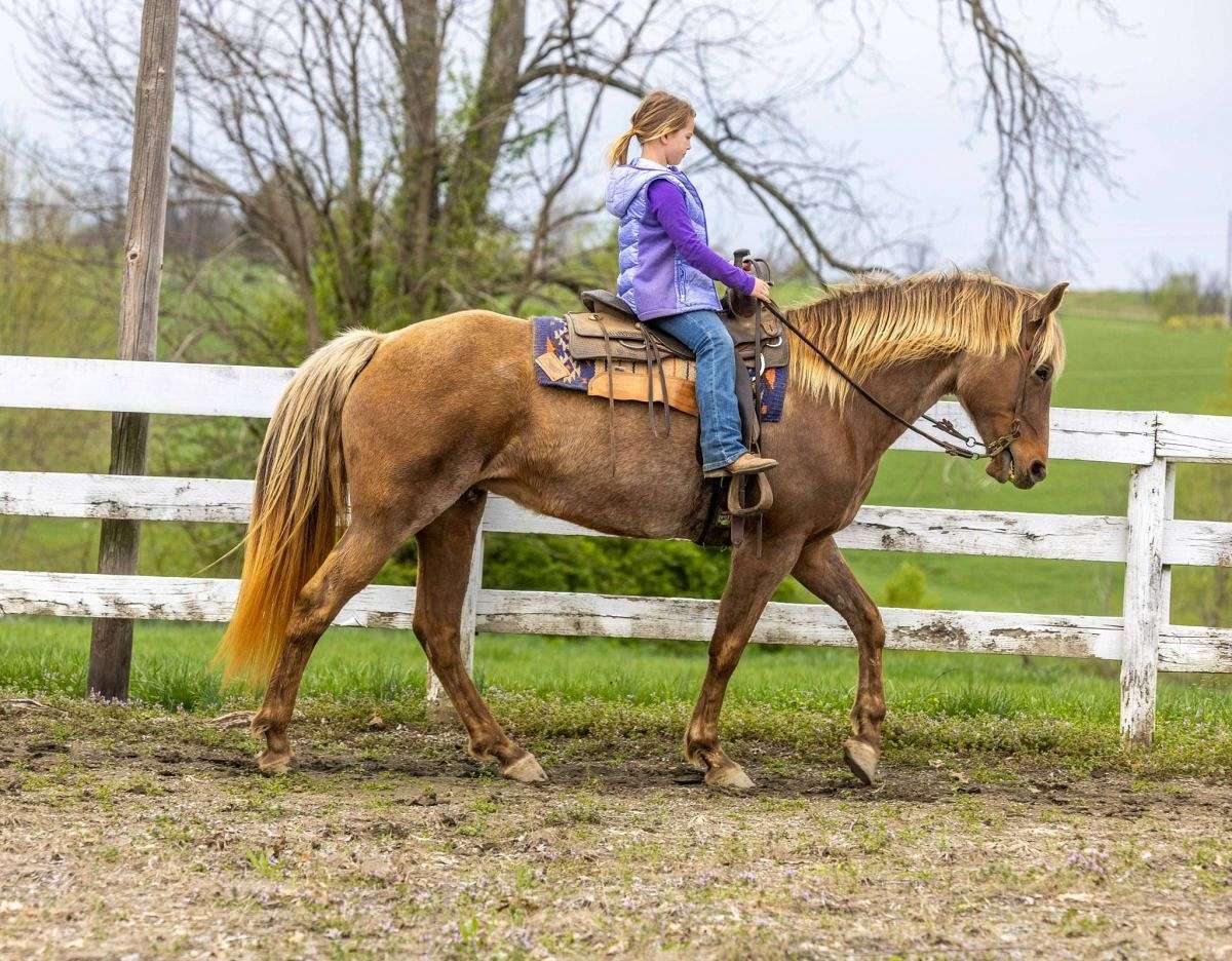 Family Safe, Smooth Gaited Trail Horse Deluxe, Online Auction!