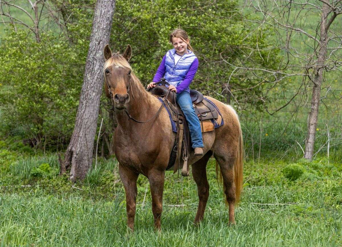 Family Safe, Smooth Gaited Trail Horse Deluxe, Online Auction!