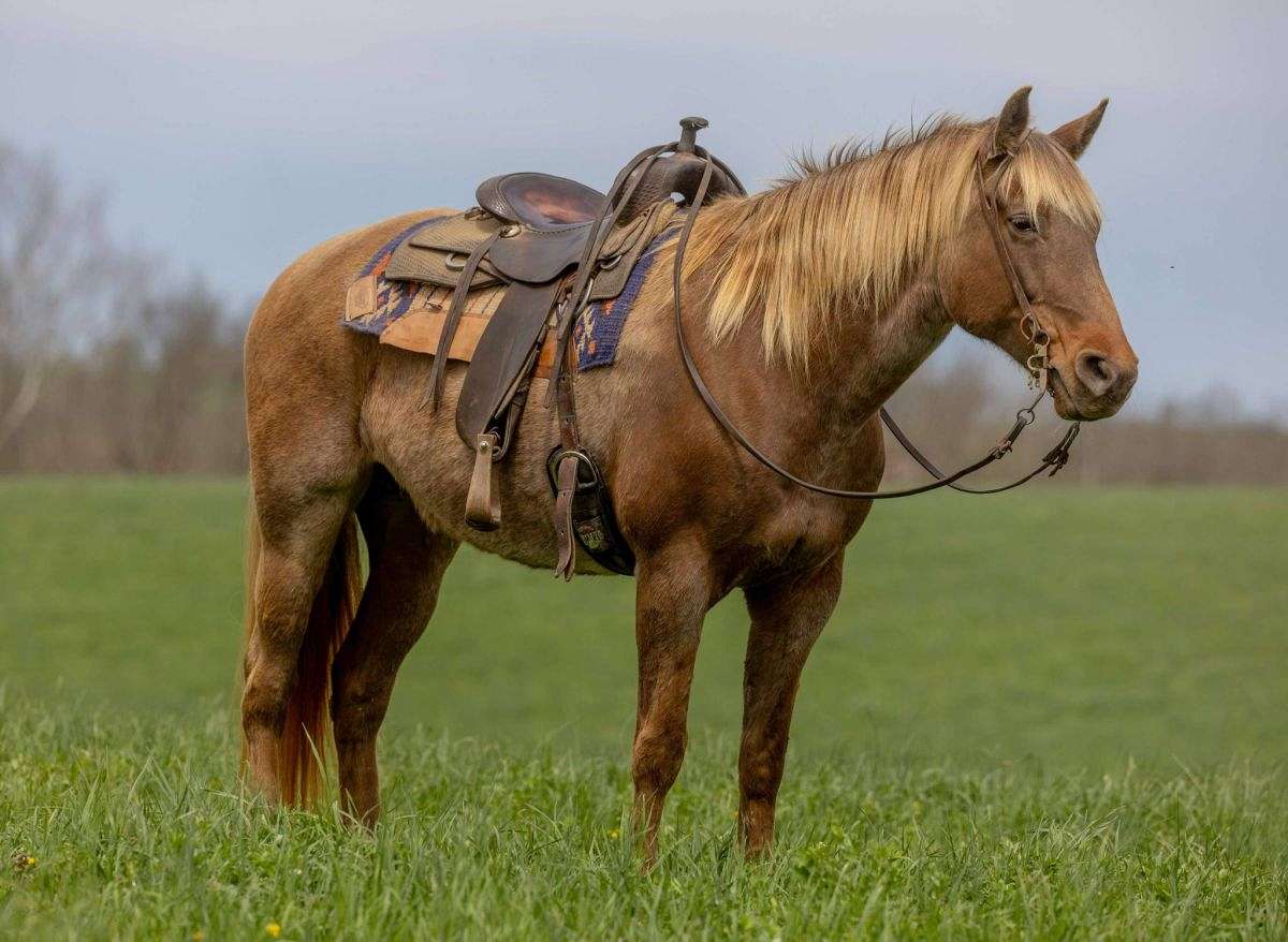 Family Safe, Smooth Gaited Trail Horse Deluxe, Online Auction!