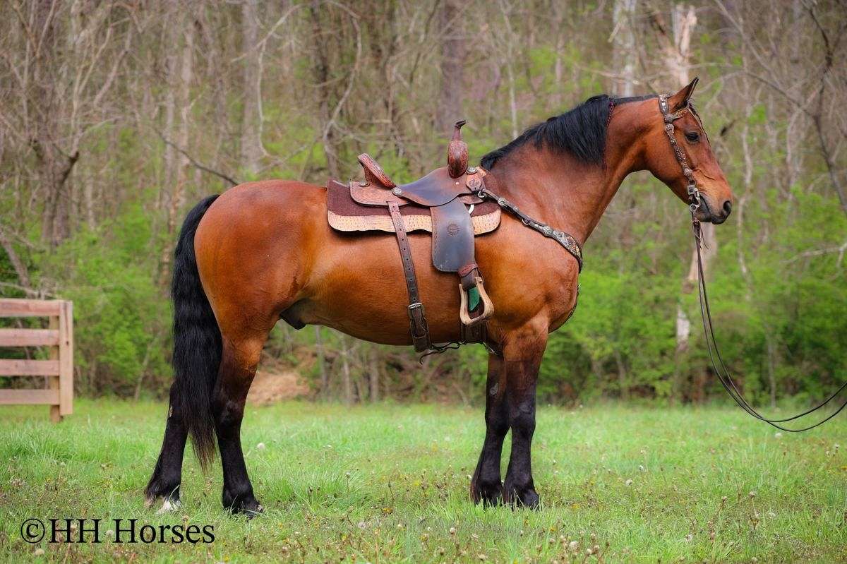 Varnished Appy, Ranch/Trail Horse, Broke and Safe Online Auction!