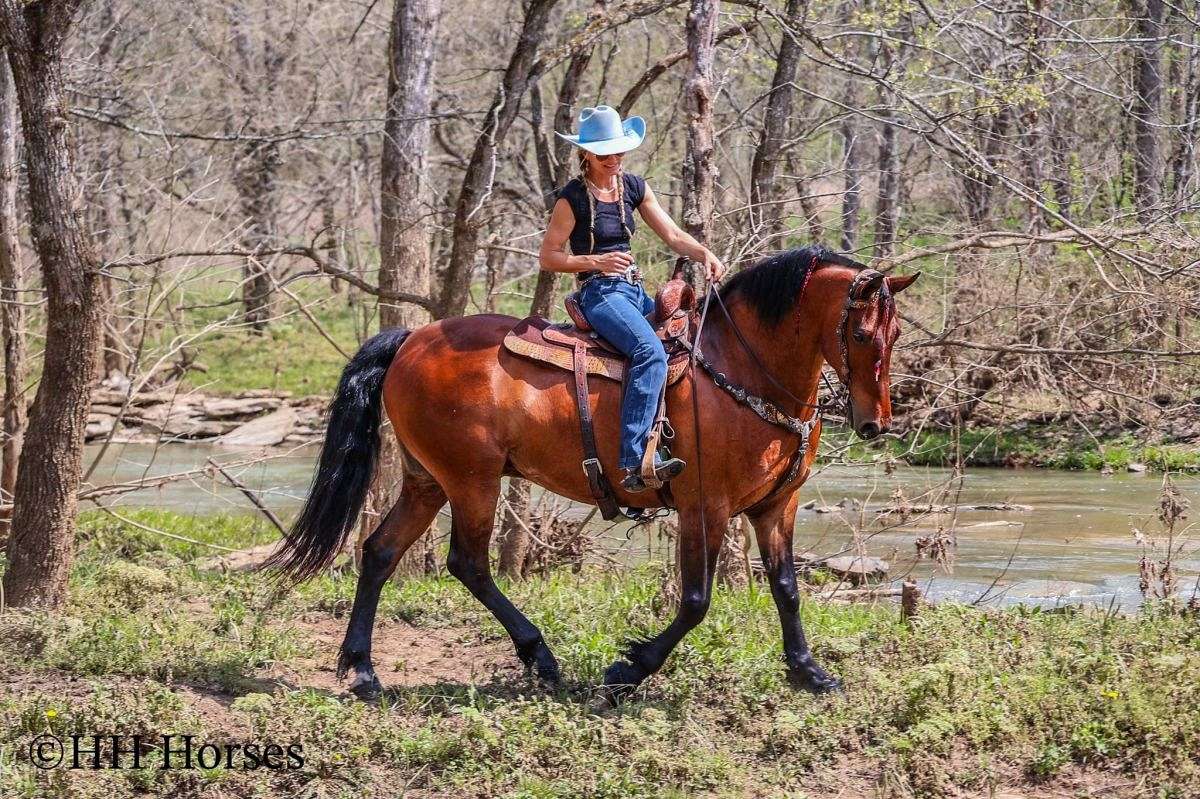 Varnished Appy, Ranch/Trail Horse, Broke and Safe Online Auction!