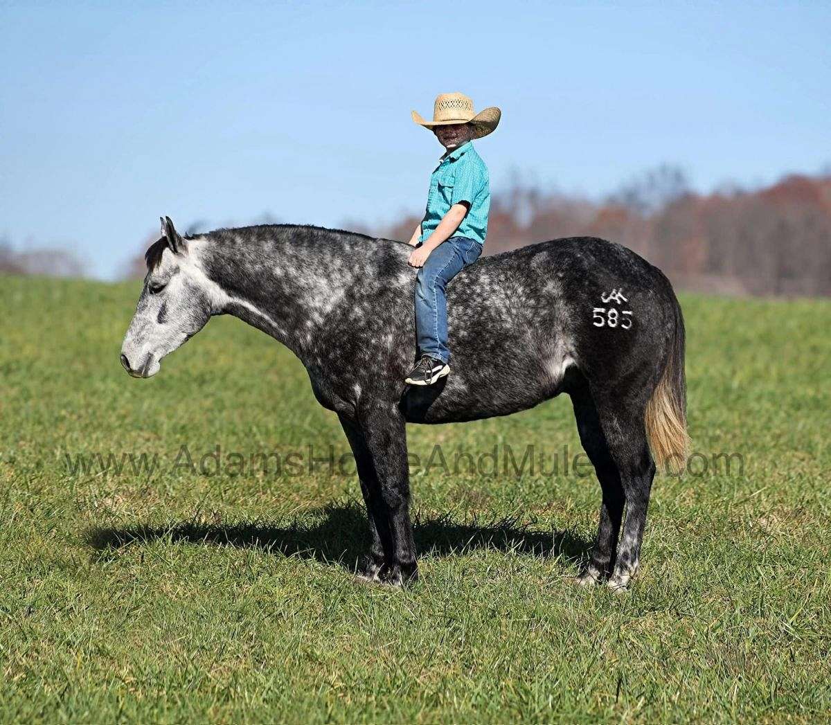 Top Pedigree, Rope/Ranch/Trail Horse, 100% Quiet/Gentle, Online Auction!