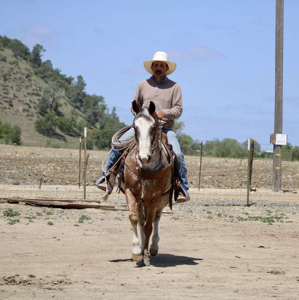 Amazing Appy, Family Safe, Ropes, Ranch, Trail Horse, Must See!