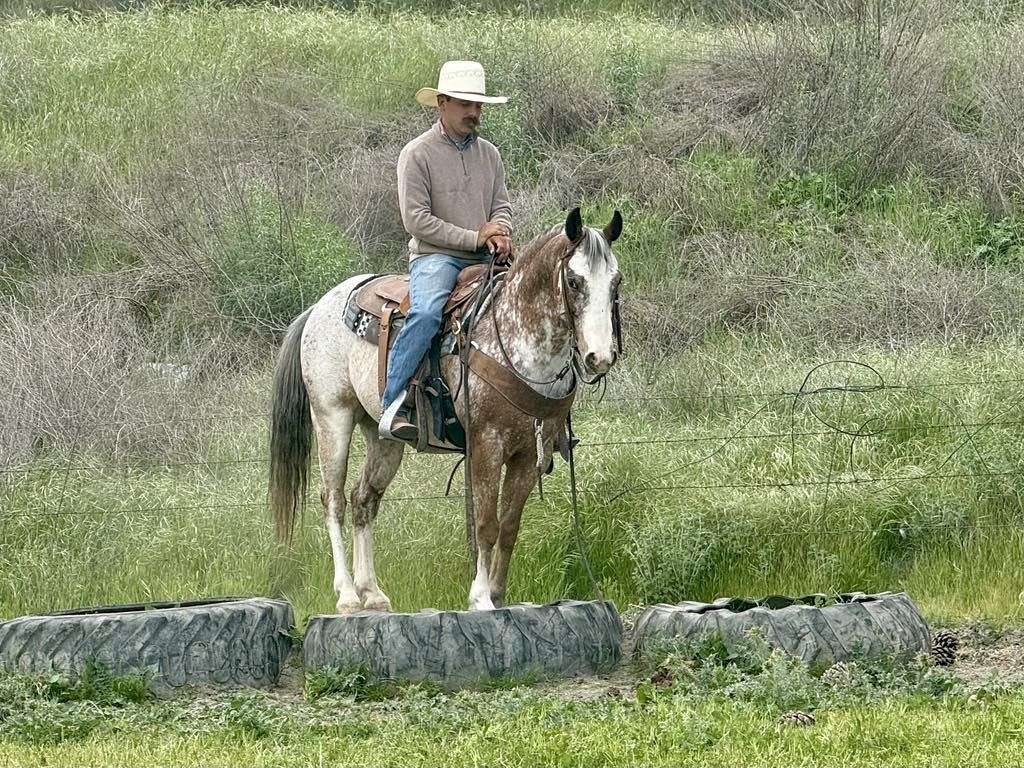 Amazing Appy, Family Safe, Ropes, Ranch, Trail Horse, Must See!