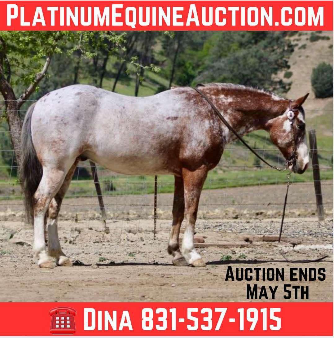 Amazing Appy, Family Safe, Ropes, Ranch, Trail Horse, Must See!