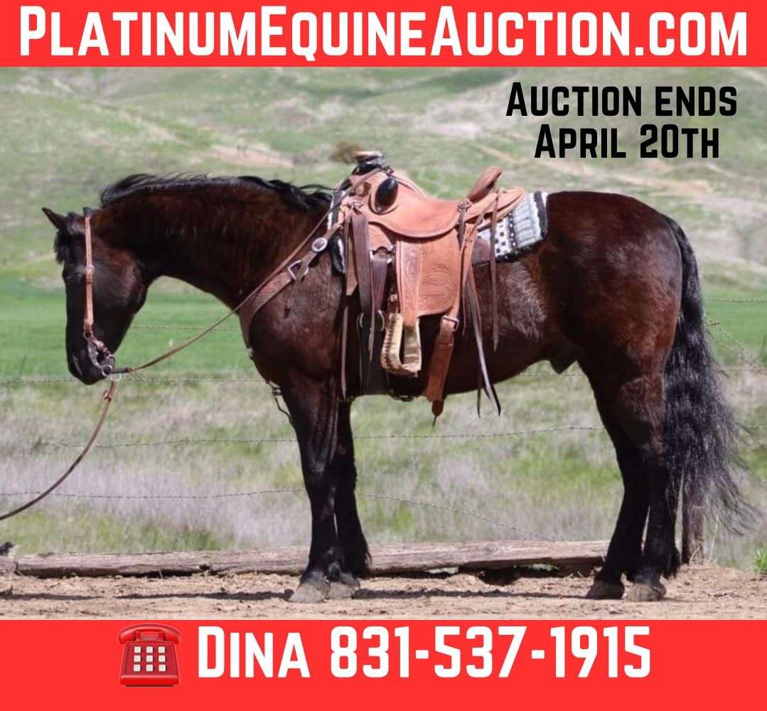 Family Safe, Ropes, Ranch, Trail Horse, Must See!