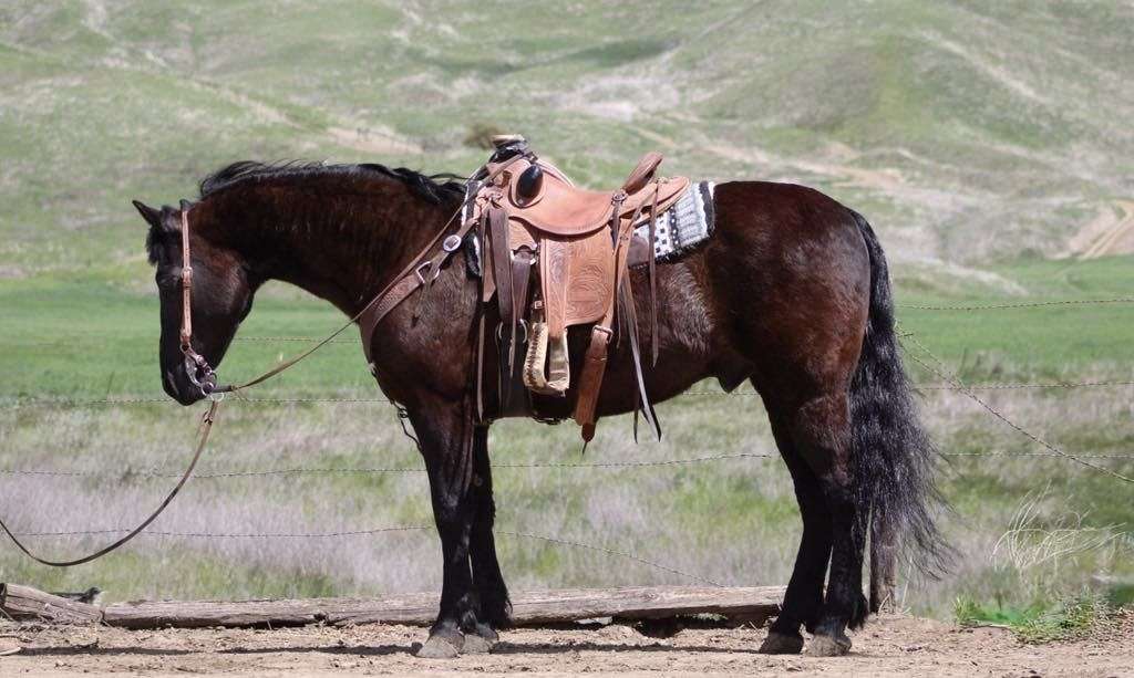 Family Safe, Ropes, Ranch, Trail Horse, Must See!