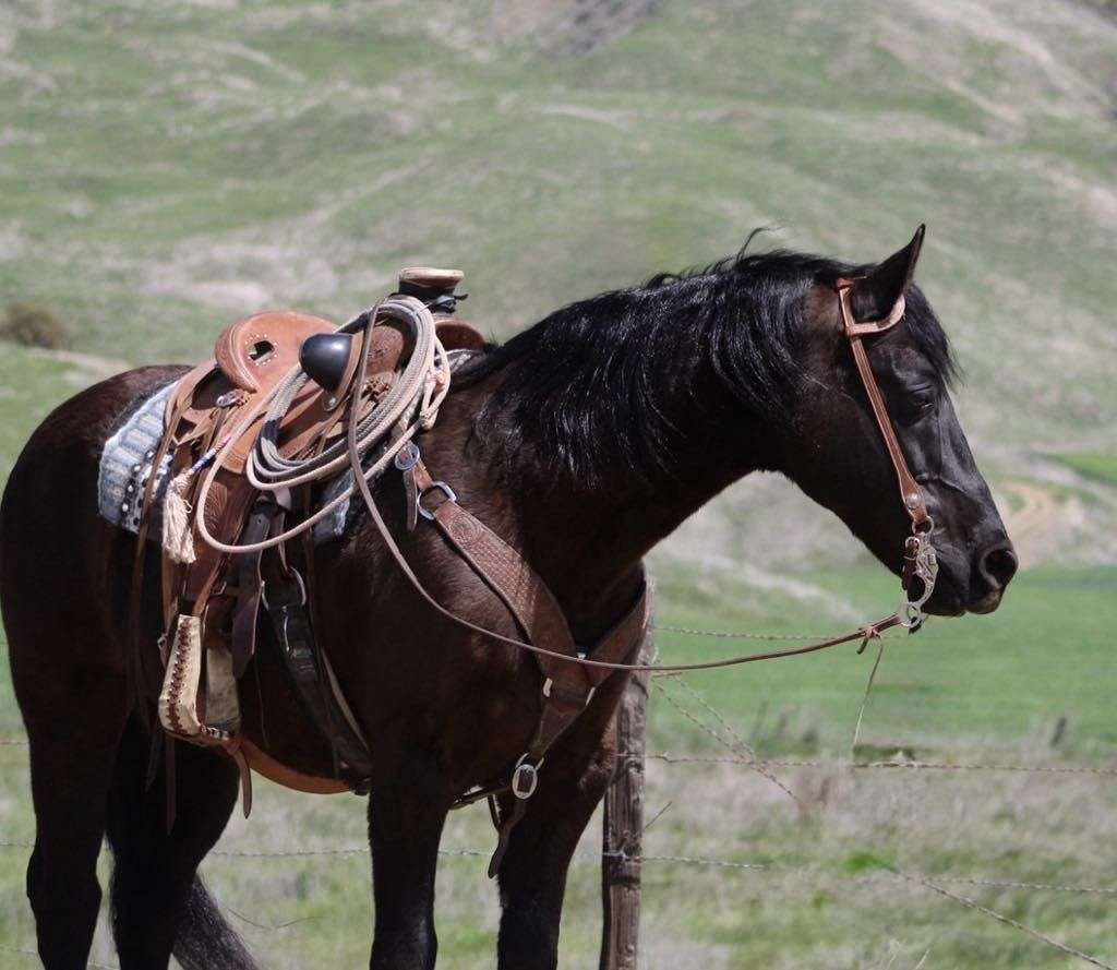 Family Safe, Ropes, Ranch, Trail Horse, Must See!