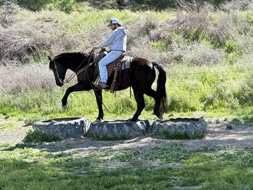 Family Safe, Ropes, Ranch, Trail Horse, Must See!