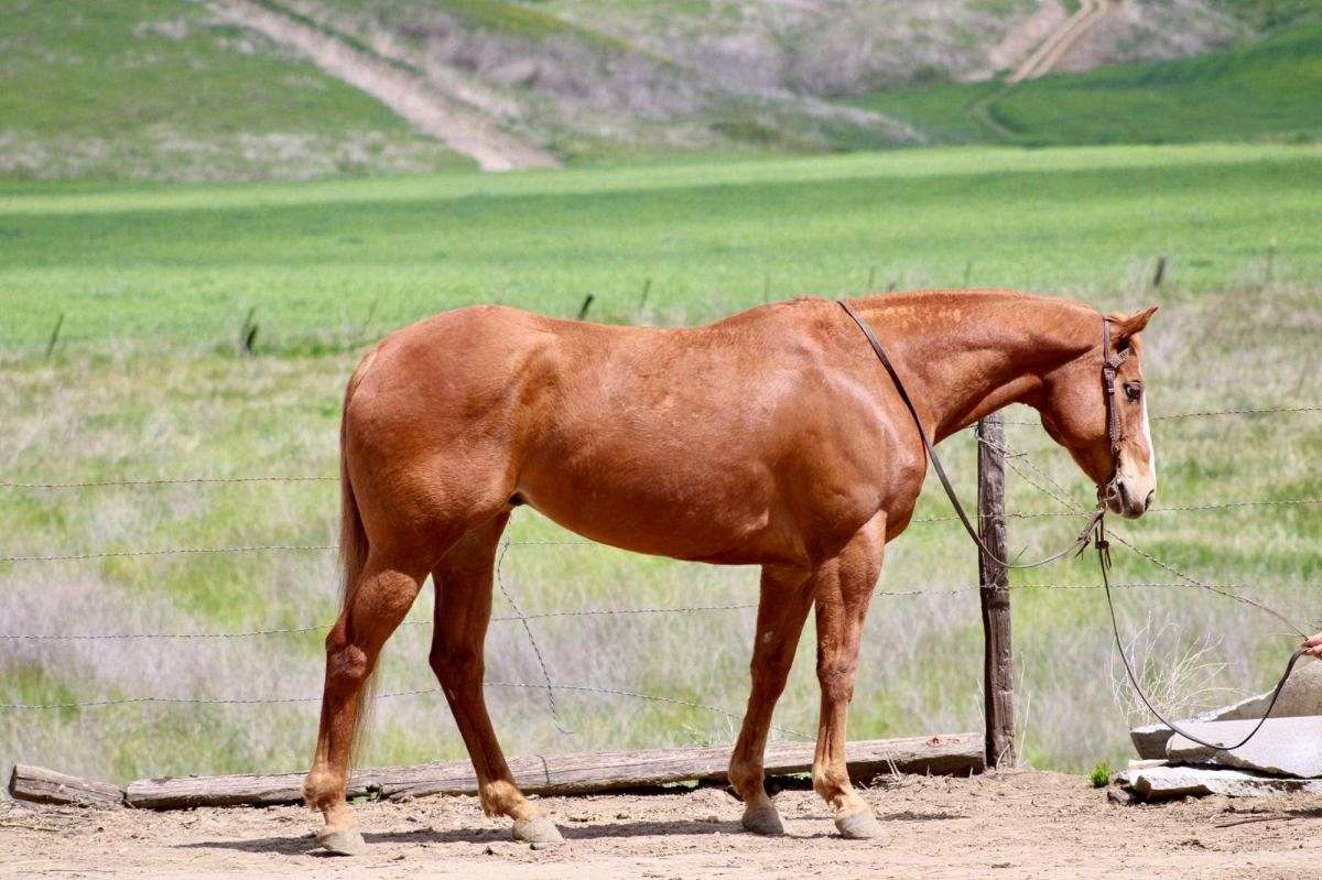 Running Bred, Barrels, Ranch, Trail, Broke/Safe, Online Auction!