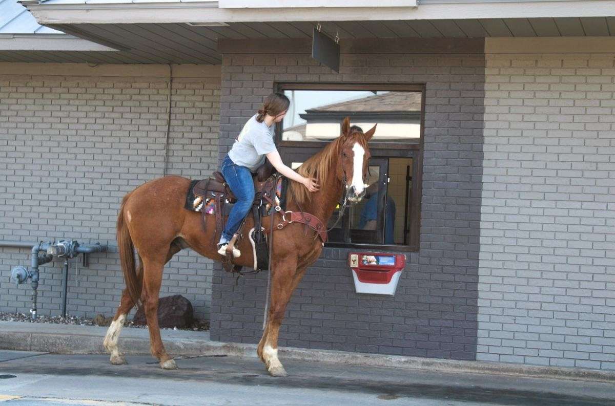 Ca Dashing Thunder - a Stunning AQHA Gelding
