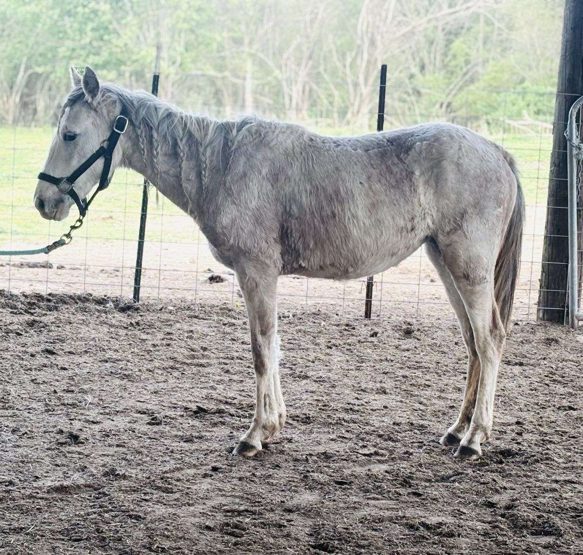 Grey Filly
