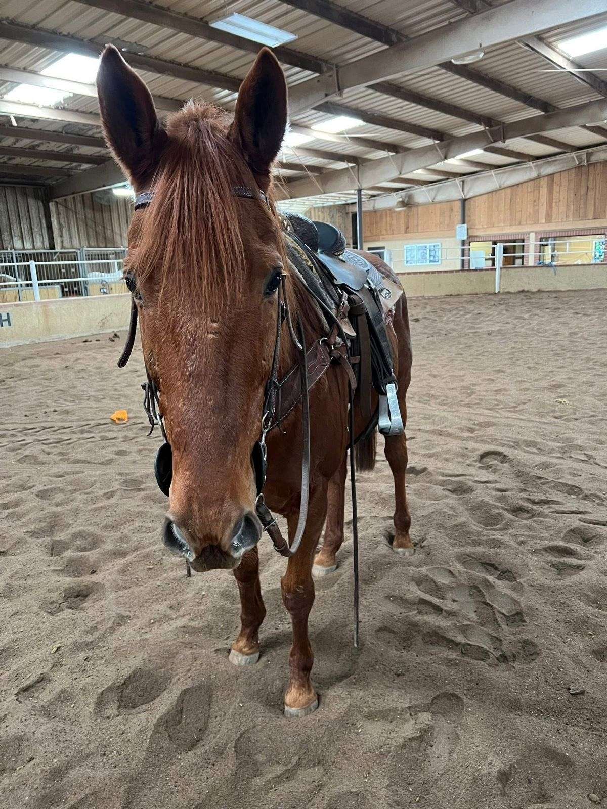 Lesson Horse for Sale!