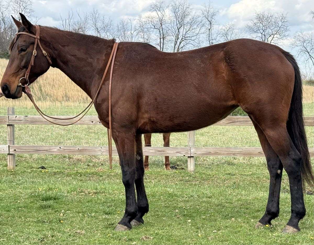 Rhythm..Stunning Beginner Friendly Pleasure/Trail/Show Mare