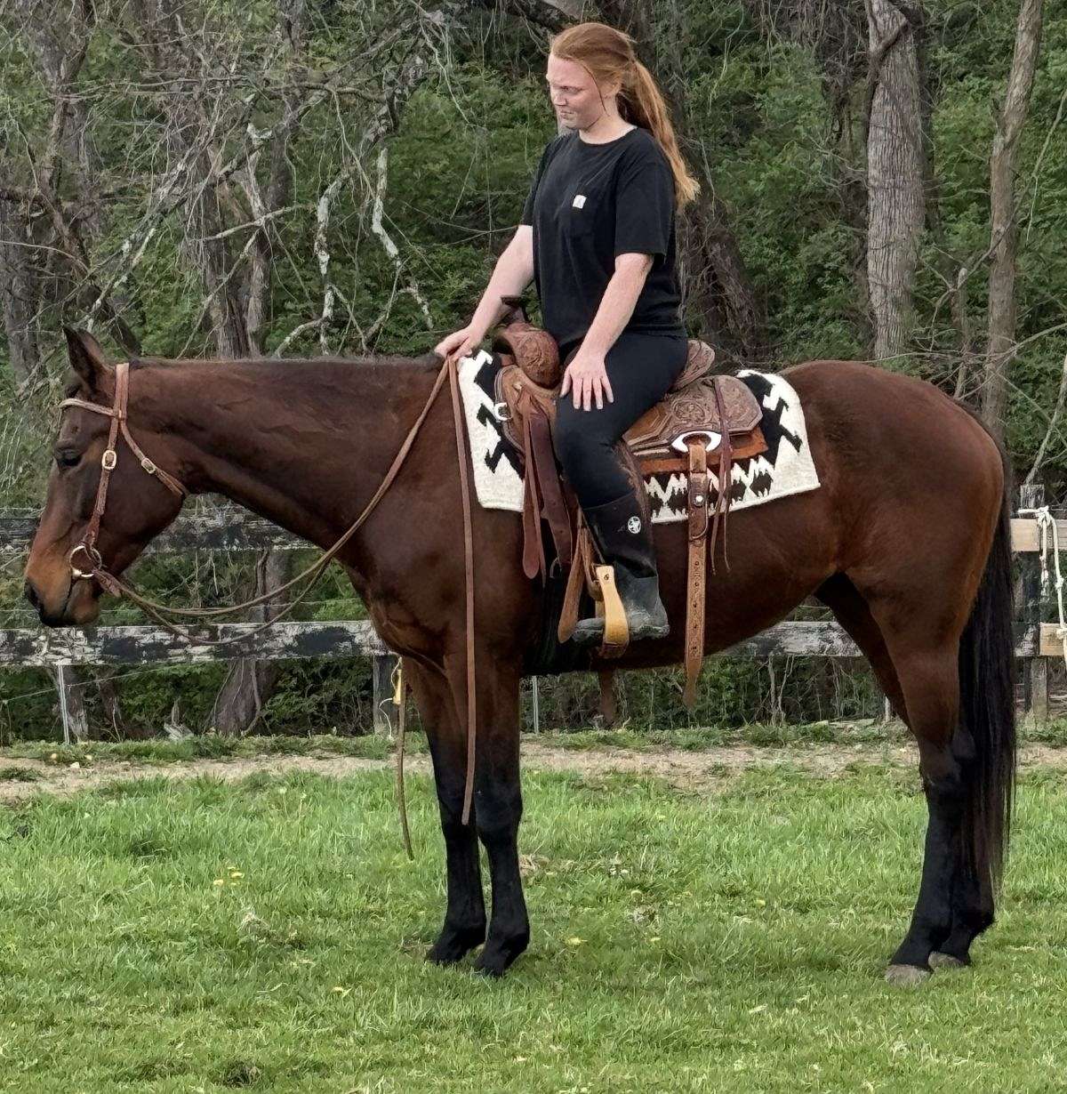 Rhythm..Stunning Beginner Friendly Pleasure/Trail/Show Mare