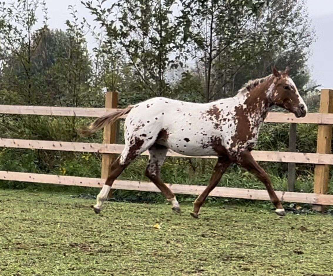 2 Year Old Appaloosa Gelding