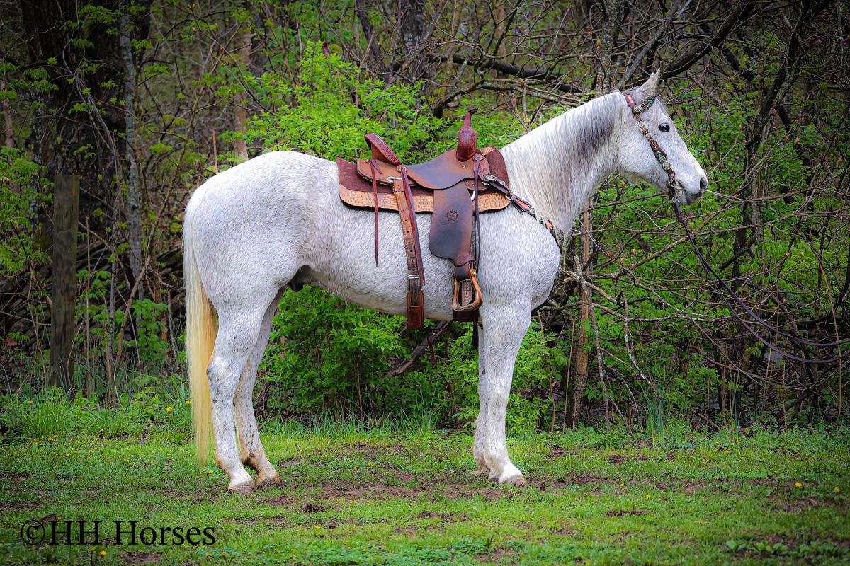 AQHA Registered Gray Gelding, Handy Broke, Neck Reins, Trail Ride