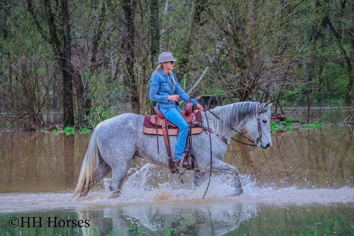AQHA Registered Gray Gelding, Handy Broke, Neck Reins, Trail Ride