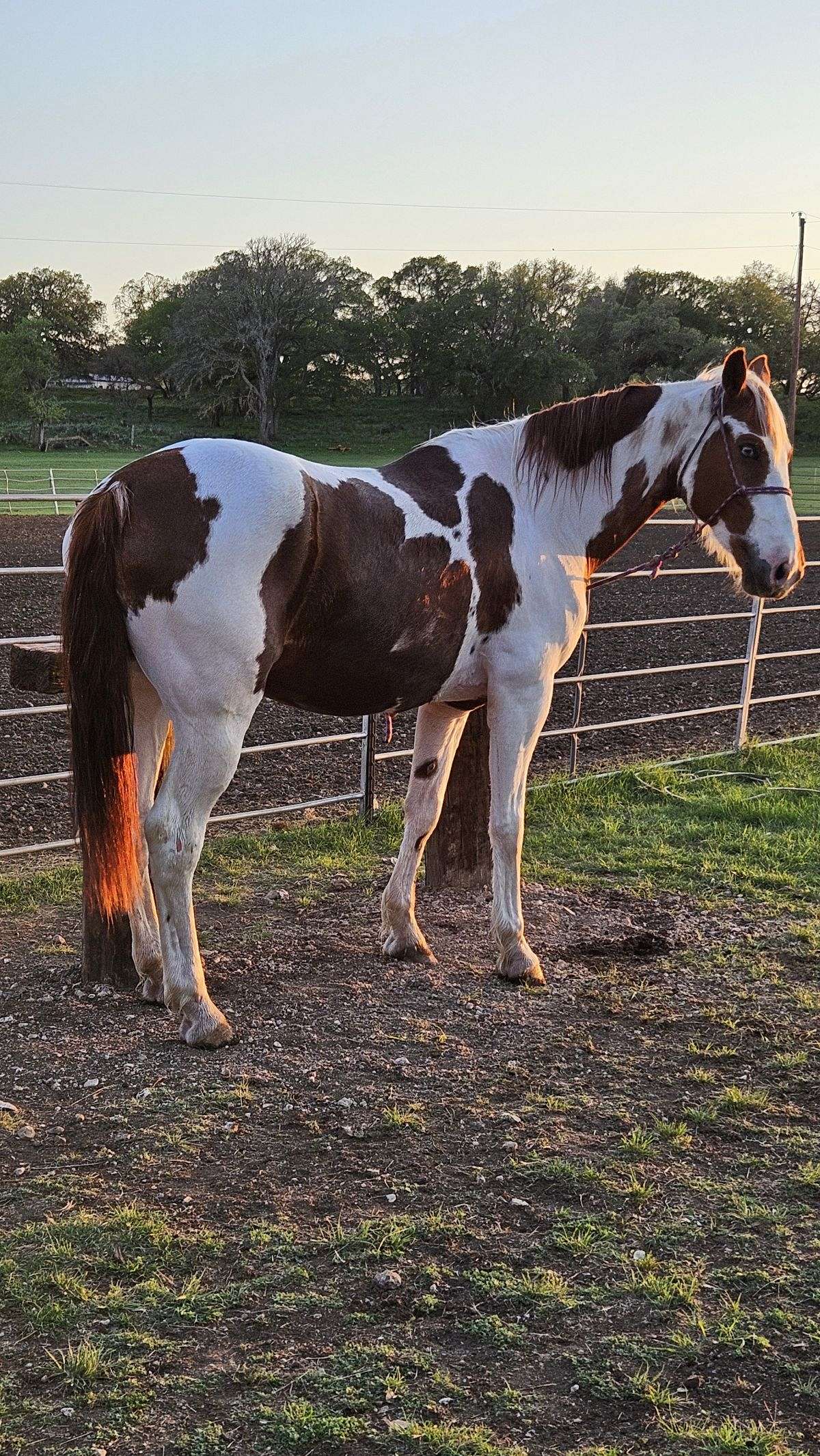 Gaited Paint Trail Horse- Playday/Endurance Prospect