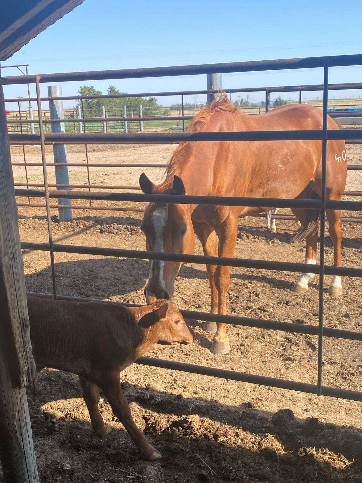 Solid Versatile Gelding