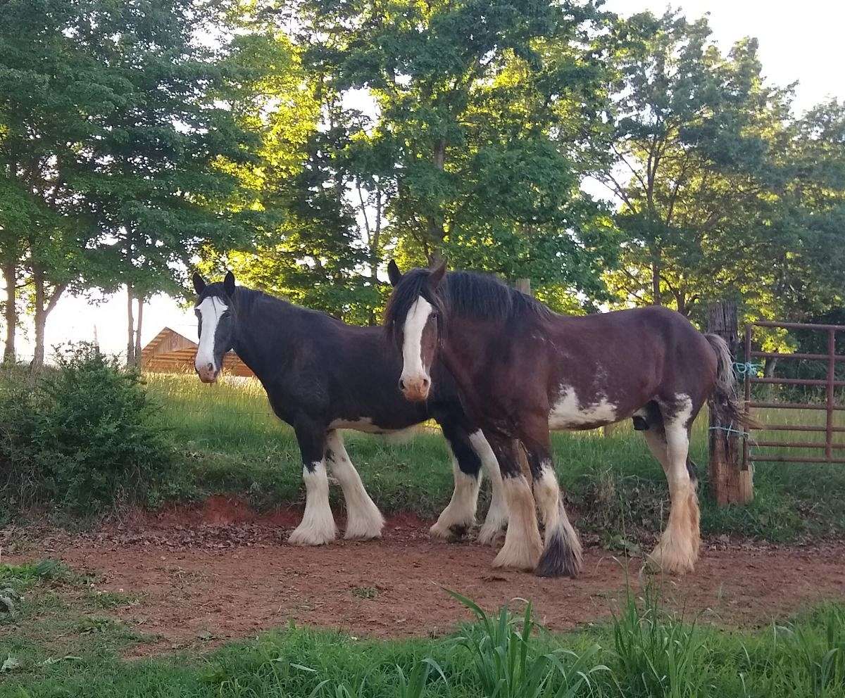 Bay Clydesdale Gelding