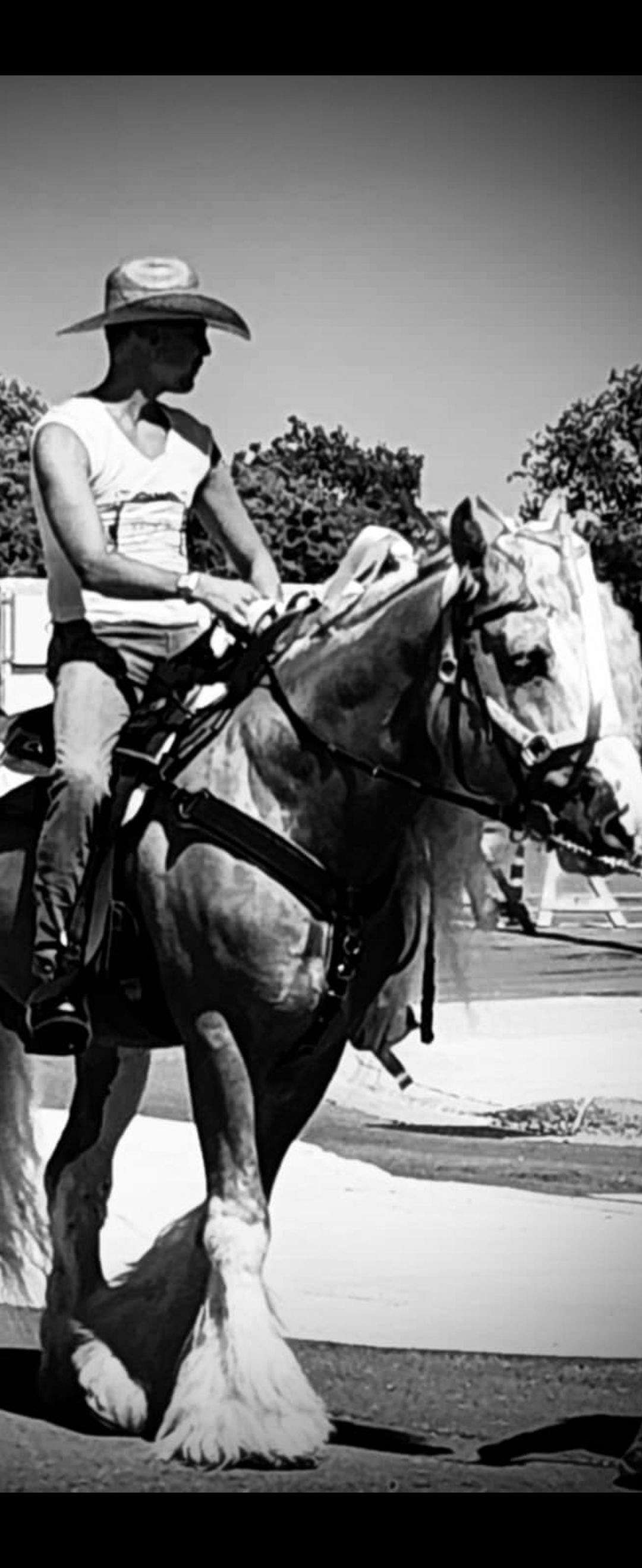 King Apollo Stars F1 Drum (Registered) F1 Destrier(Registered) Stallion