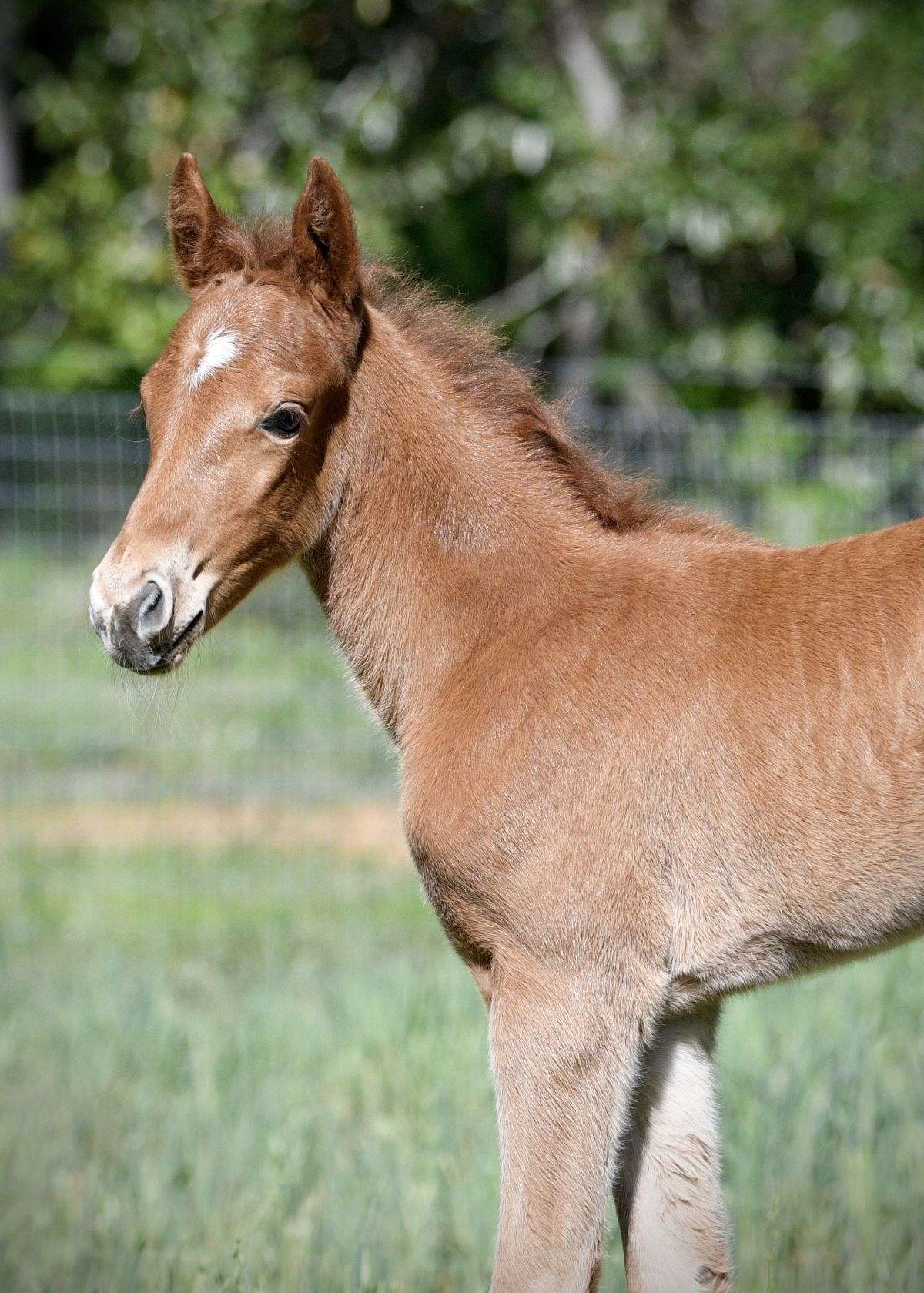 Fancy Red Roan TWHBEA Filly With Heritage Breeding.