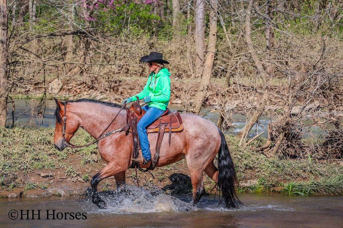 Gorgeous Well Trained Gentle Friesian Belgian Crossbred Mare, Ride & Drive