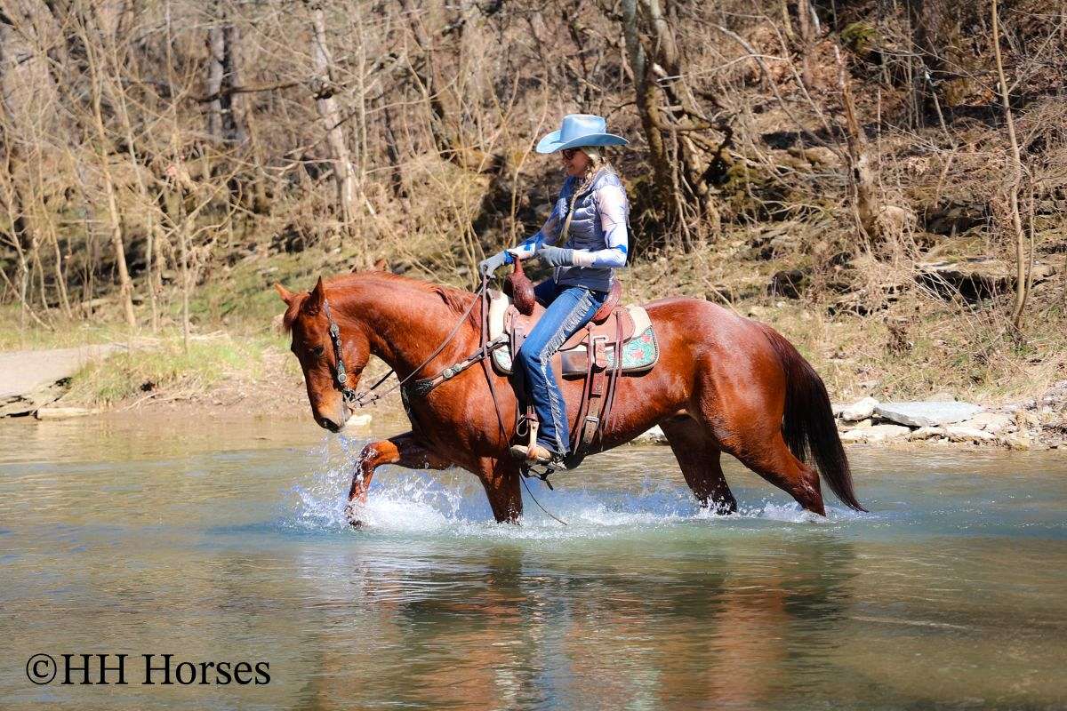 Stout Made Red Roan Quarter Horse Gelding, Ranch & Trails