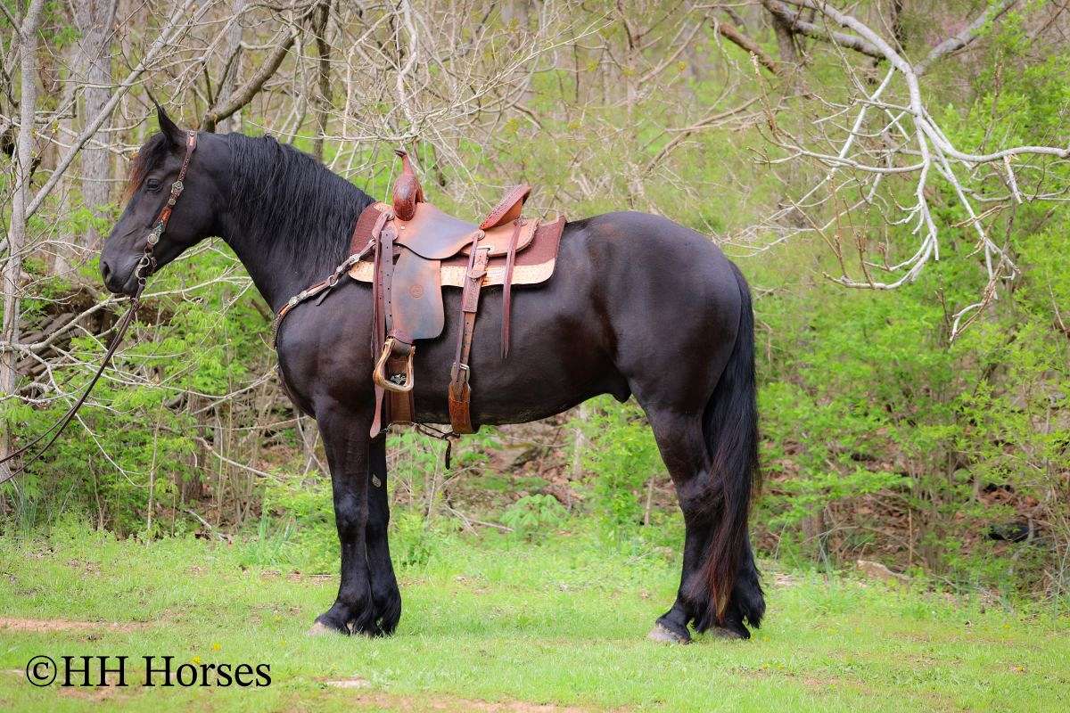 Big, Fancy, Well Trained Black Friesian Percheron Crossbred Gelding, Drives