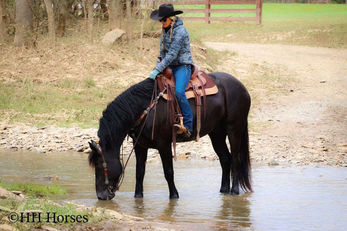 Big, Fancy, Well Trained Black Friesian Percheron Crossbred Gelding, Drives