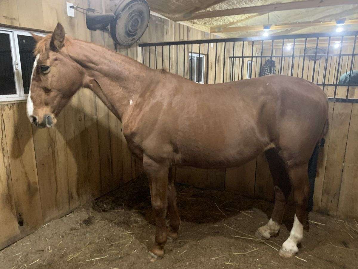 TWH/Saddlebred Cross for Sale!
