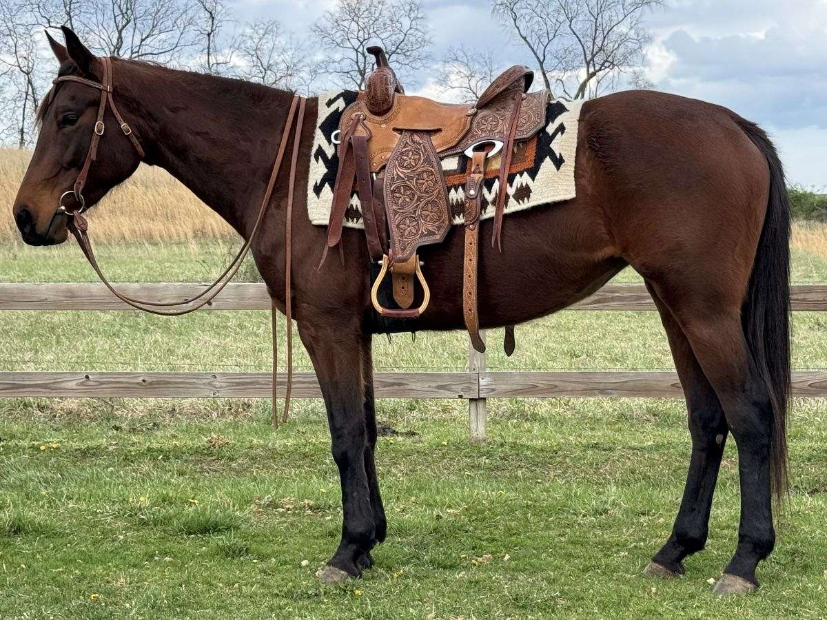 Rythym “. Beautiful 15.1 Hd Beginner Friendly All Around Mare