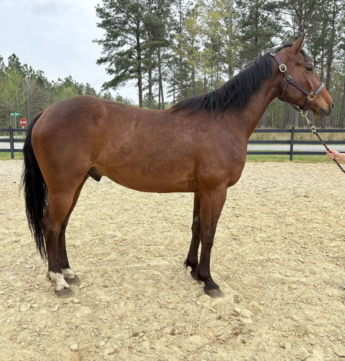 Registered Bay QH