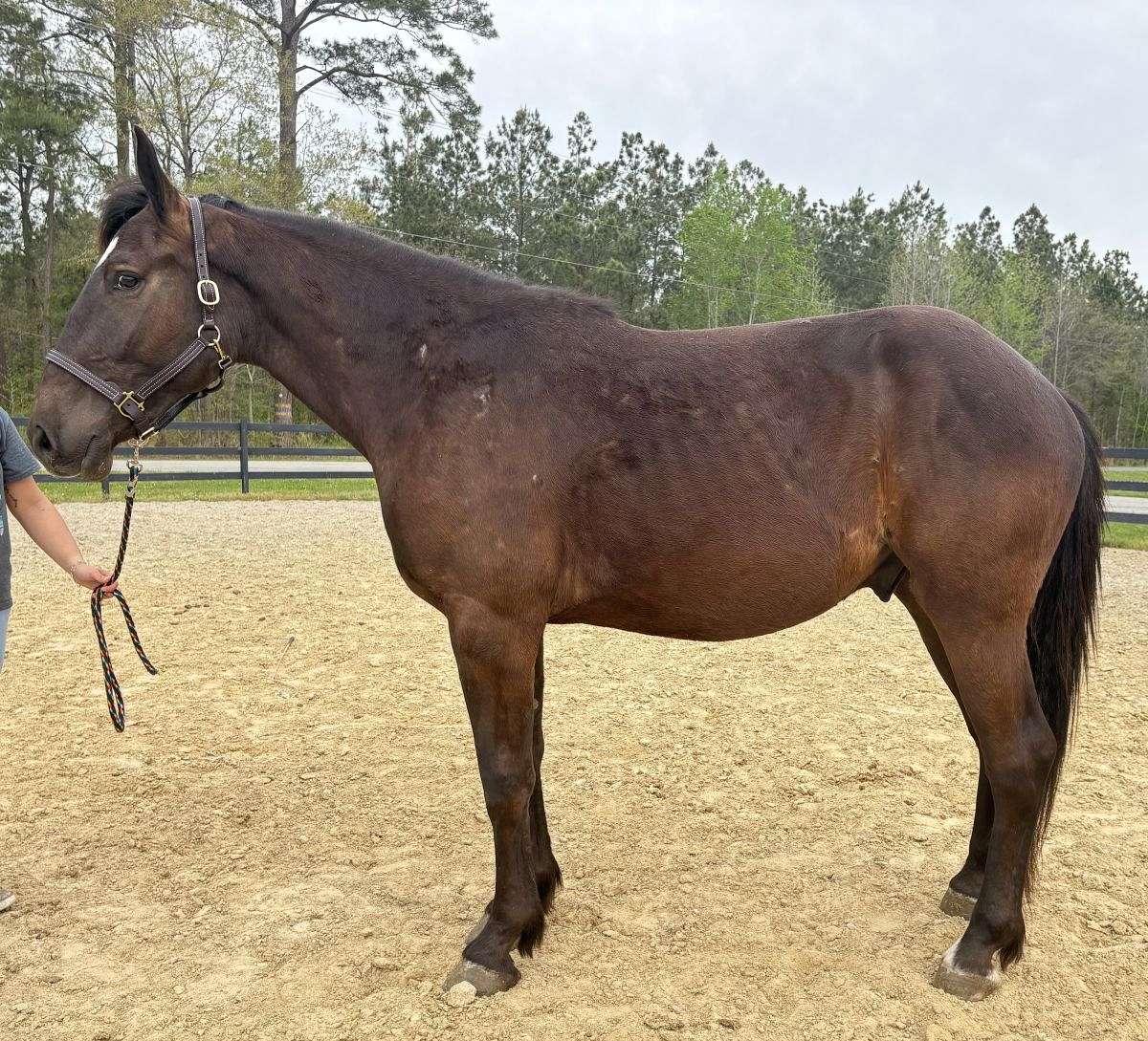 Percheron QH Cross