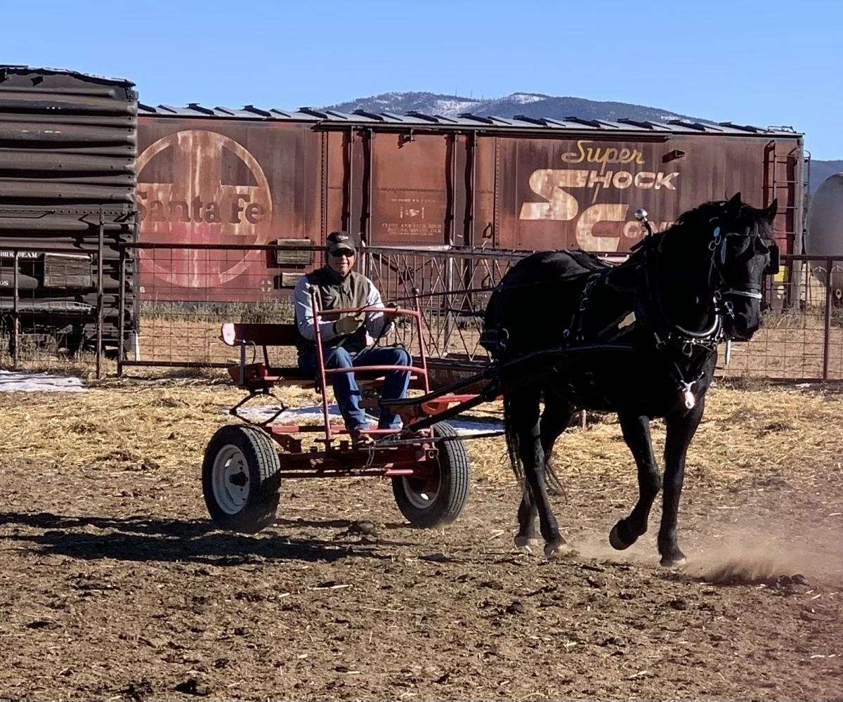Friesian Sport Horse