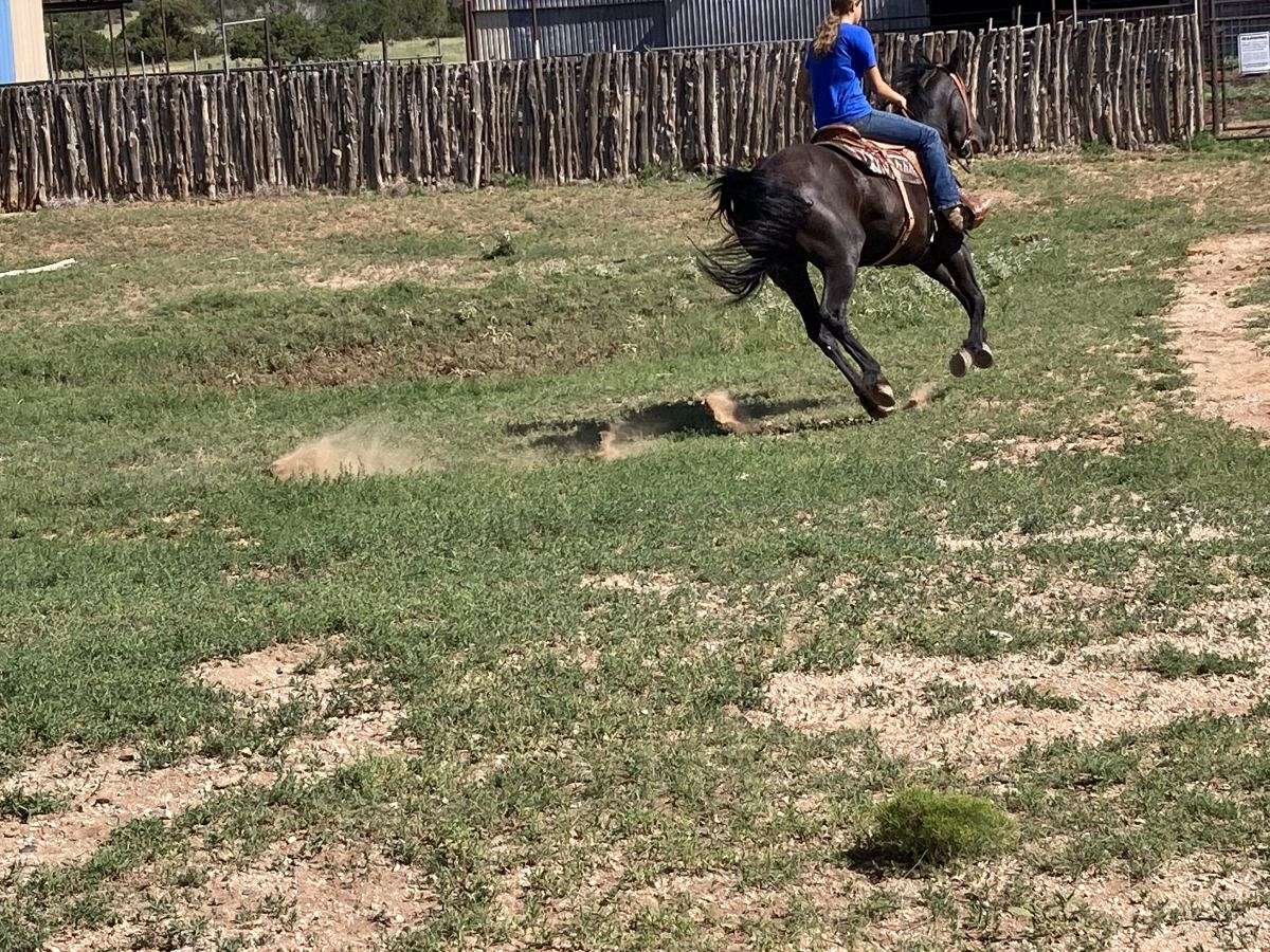Friesian Sport Horse