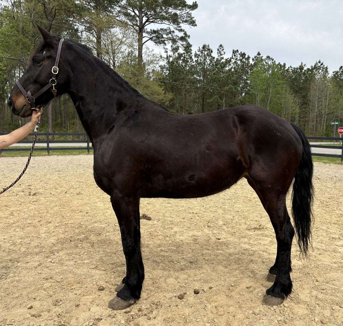 Percheron TB Mare