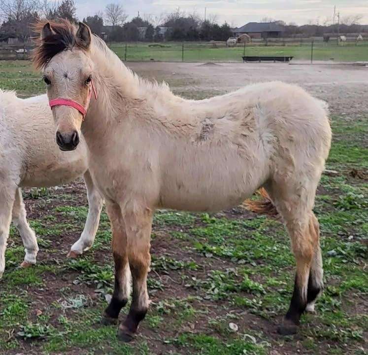 Section a Welsh Dunskin Colt